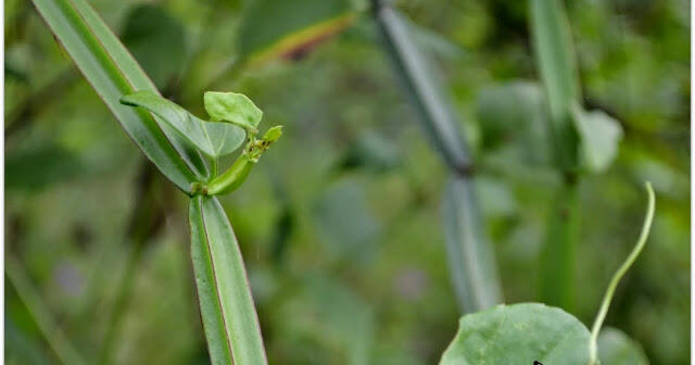 Pirandai Thogayal | Pirandai Thuvayal - Subbus Kitchen